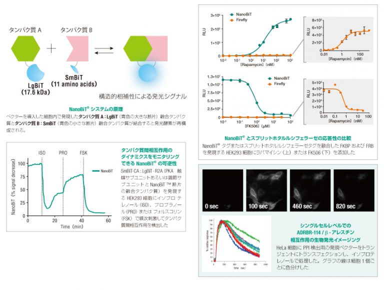 NanoBRET™ & NanoBiT™ – Promega