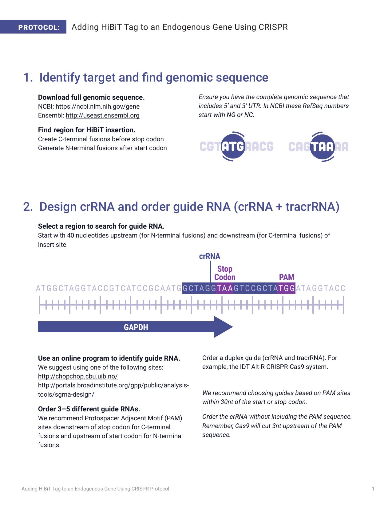 Adding HiBiT Tag to an Endogenous Gene Using CRISPR – Promega